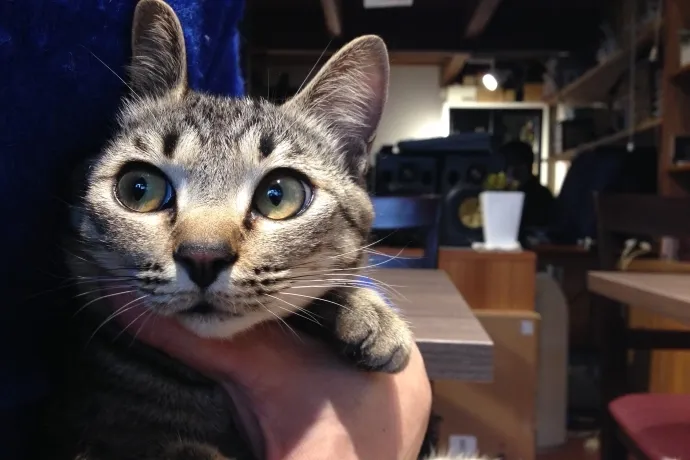 【看板ネコ巡り】9sari café（鎖カフェ）