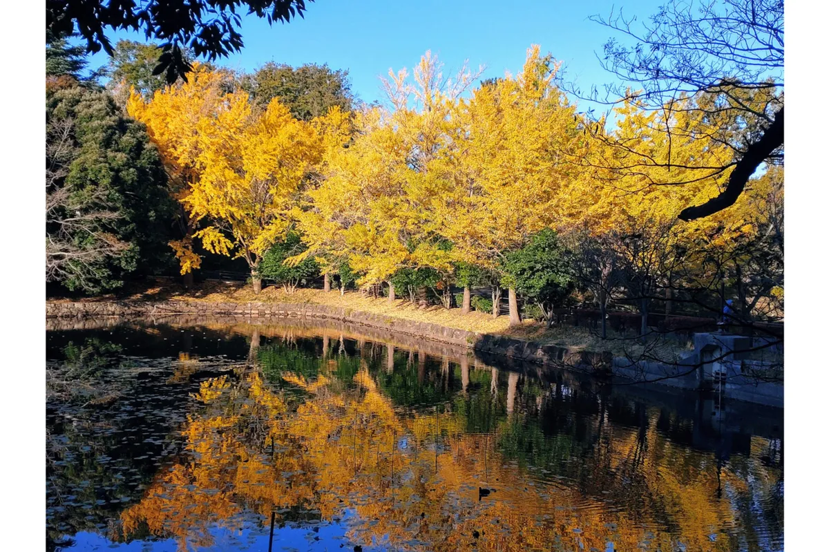 神奈川県立三ツ池公園の紅葉情報