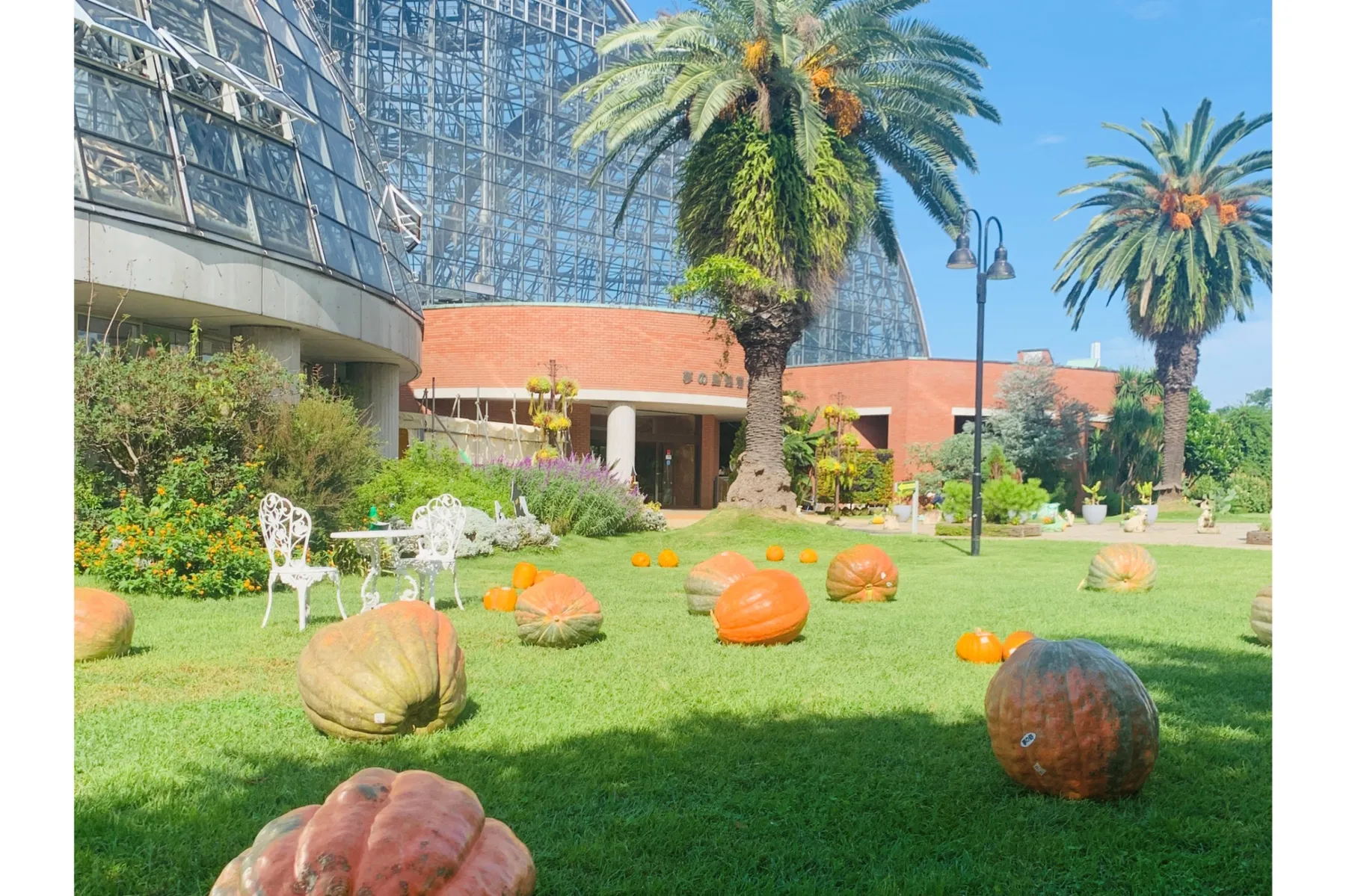 夢熱ハロウィン・パーティー