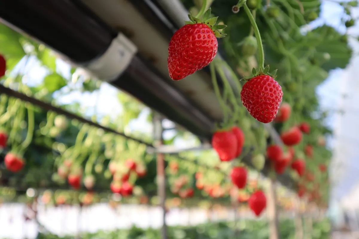 ICHIGO HOUSE.ひたちなか