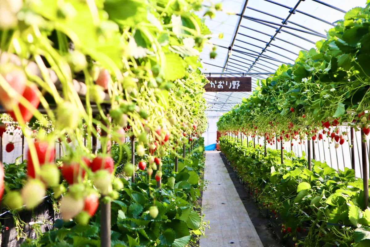 ICHIGO HOUSE.みたか